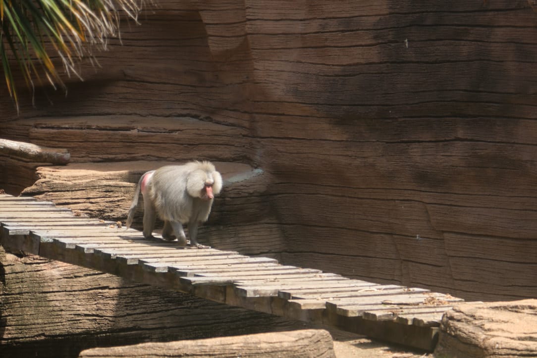 Complete Guide to Riverbanks Zoo and Gardens in Columbia, SC